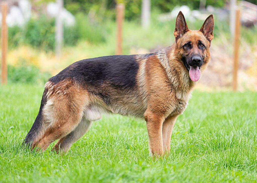 Condo Pets - Dogs Suggestions Megathread - Condo Suggestions ...